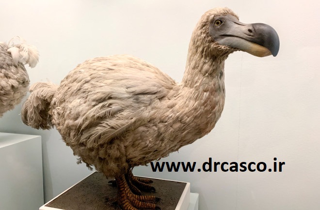 نکات جالب در مورد پرندگان - دکتر کاسکو